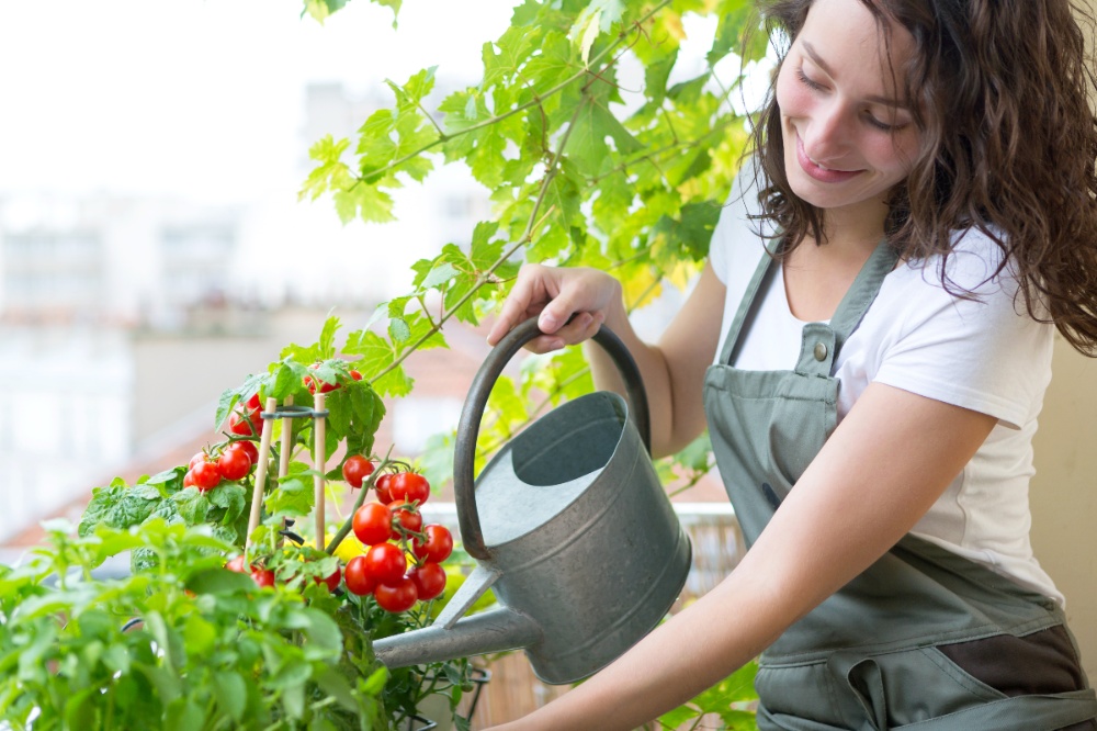 A guide to growing your own tomatoes - Fernhill Garden Centre