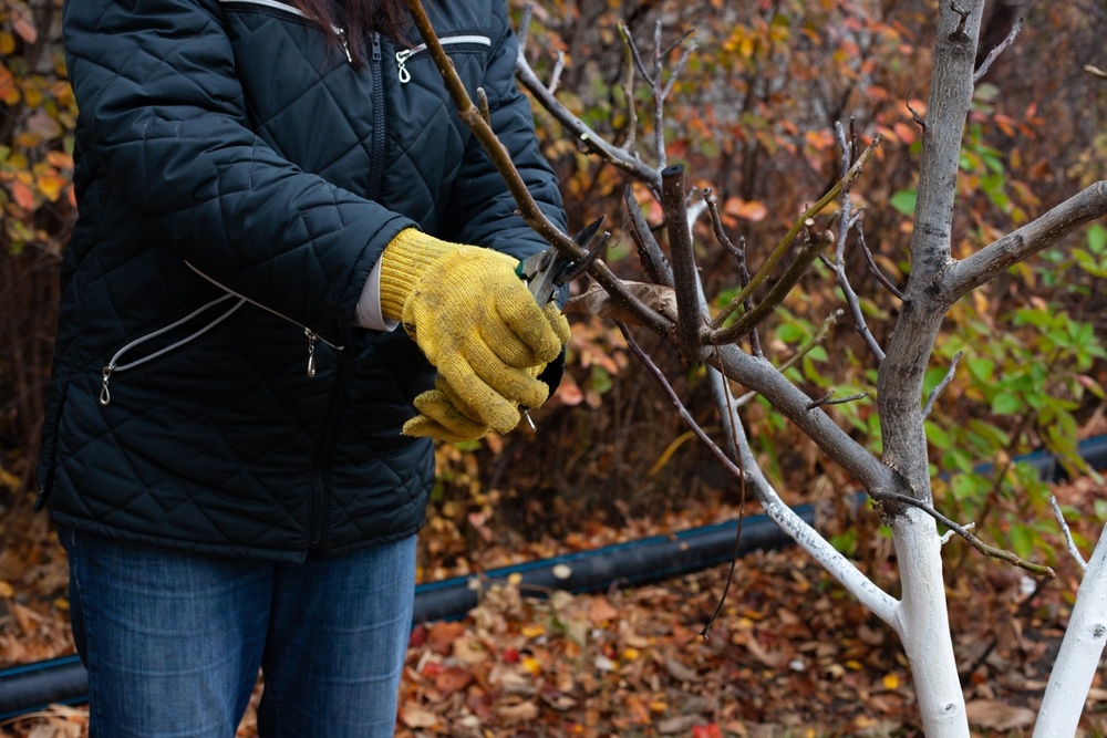 Autumn pruning tips - Fernhill Garden Centre