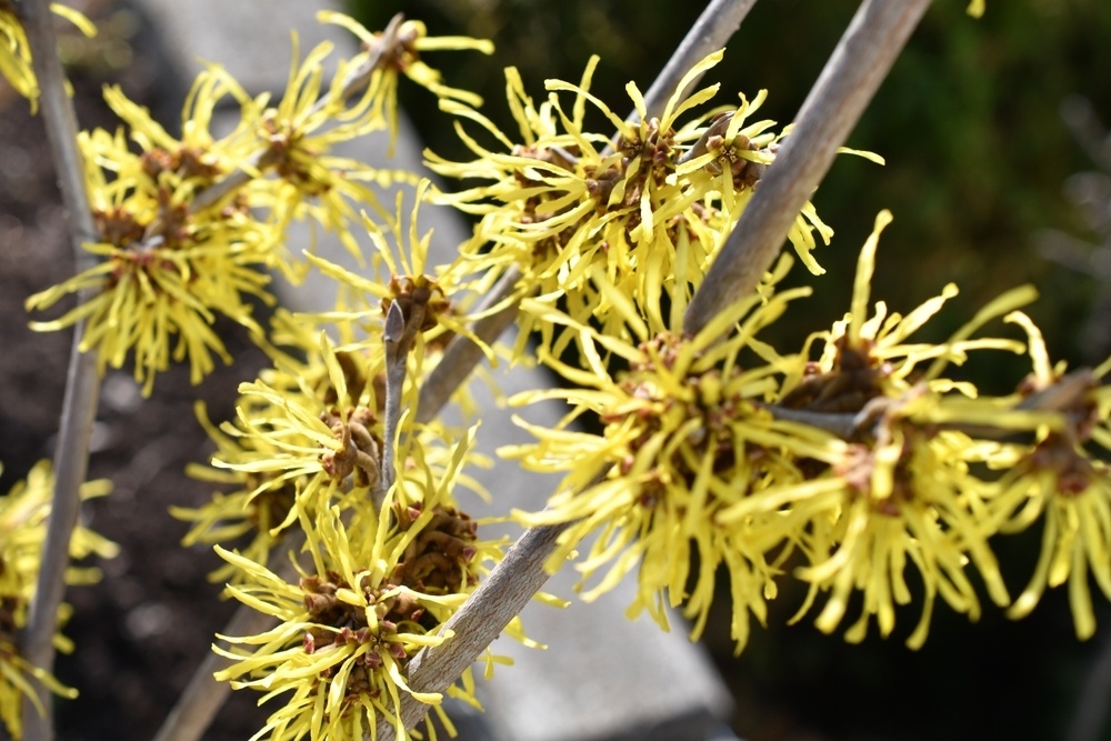 Colourful winter bloomers - Fernhill Garden Centre