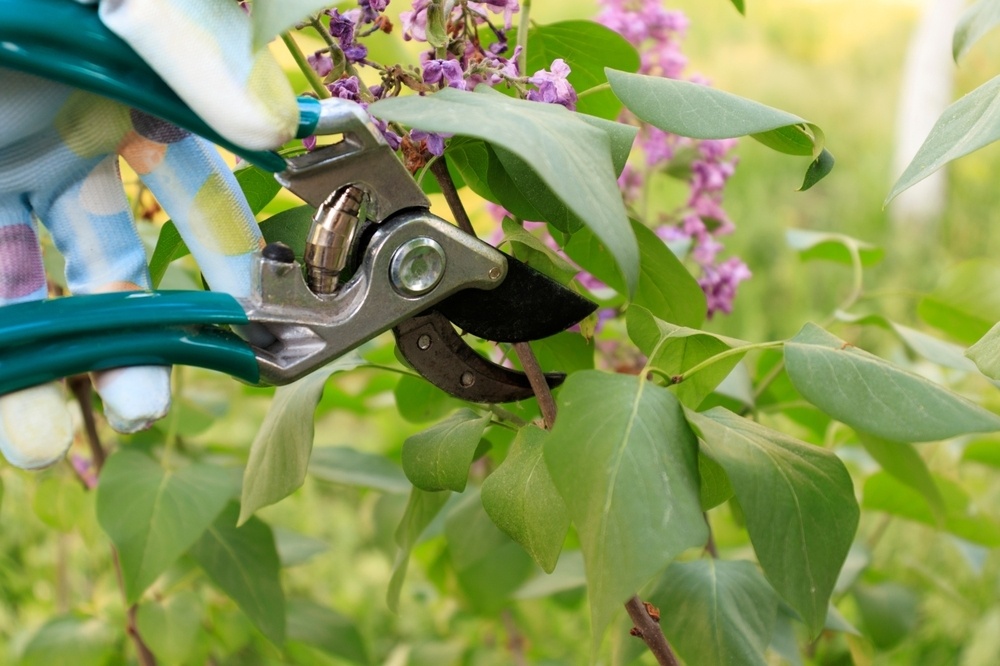 How and when to prune shurbs - Fernhill Garden Centre
