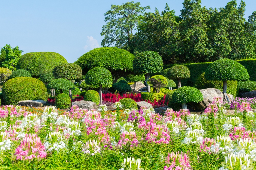 How to create and care for a topiary - Fernhill Garden Centre
