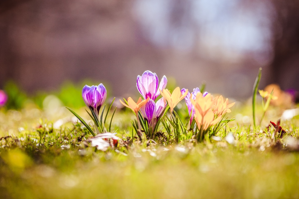 This is how you get the best from spring plants! - Fernhill Garden Centre