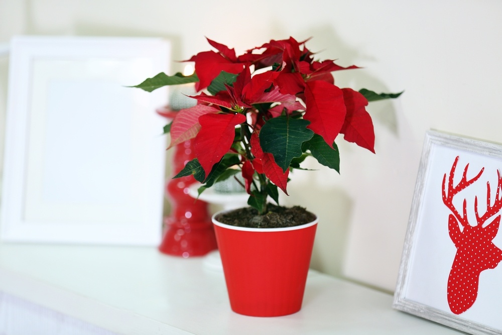 Top 5 Christmas plants for the festive season - Fernhill Garden Centre