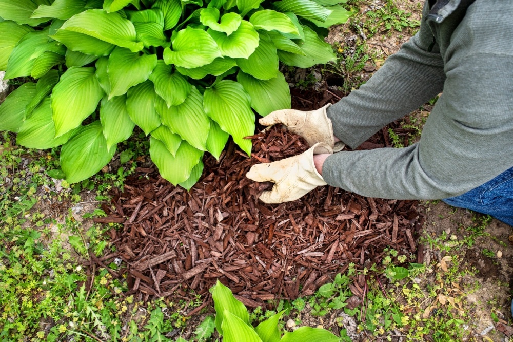 Why mulching works and how to do it - Fernhill Garden Centre
