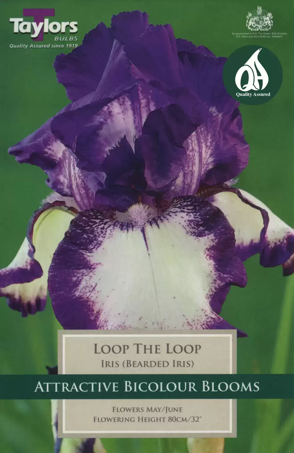 Pre Packs Cottage Garden Iris Loop the Loop I - Fernhill Garden Centre