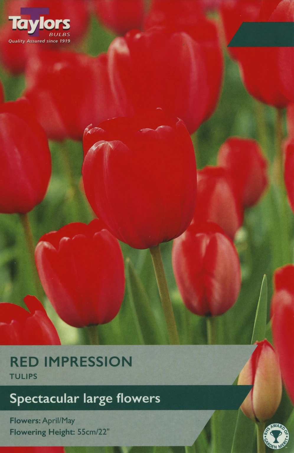 TULIP RED IMPRESSION - Fernhill Garden Centre